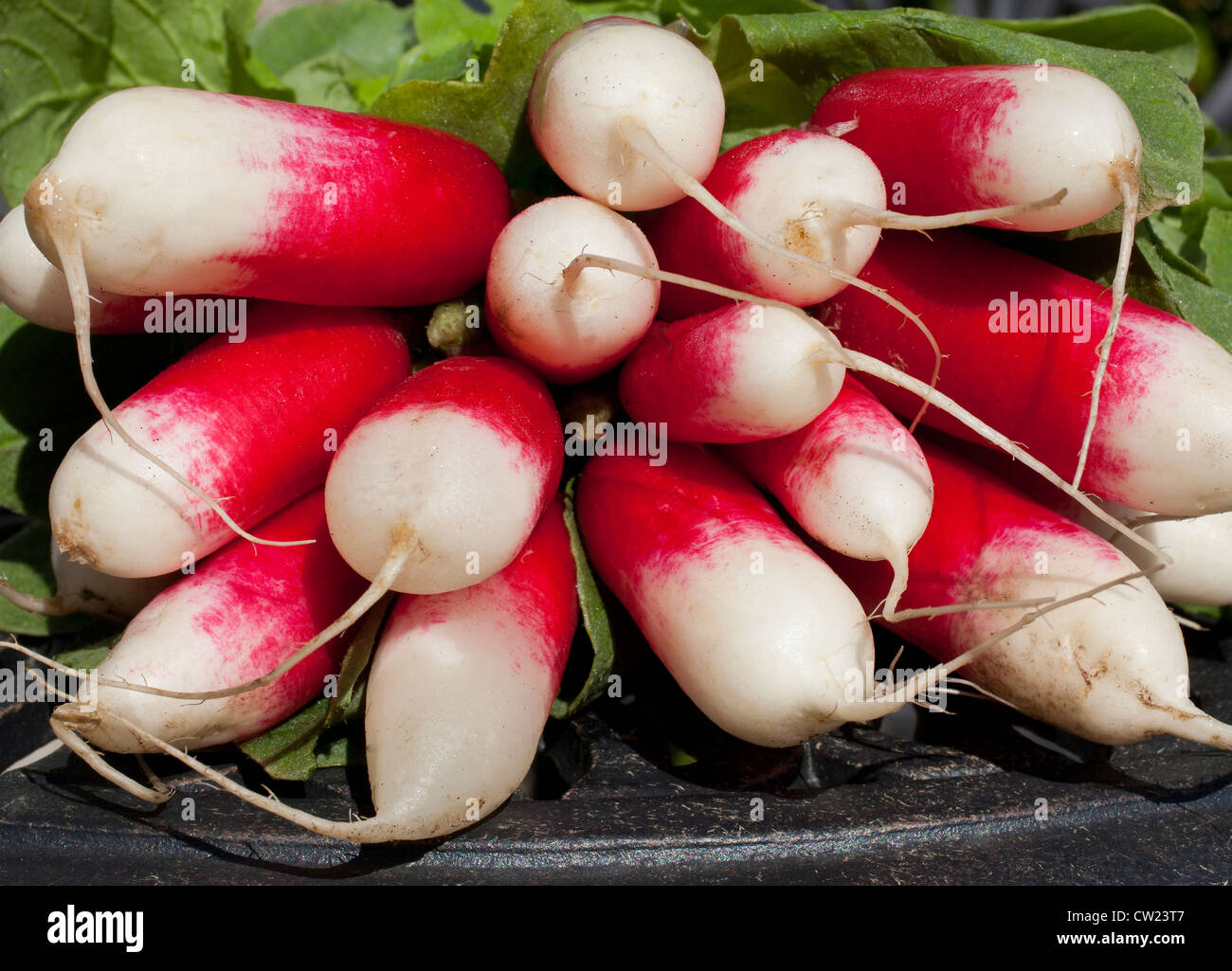 Bunch of freshly picked radishes Stock Photo - Alamy
