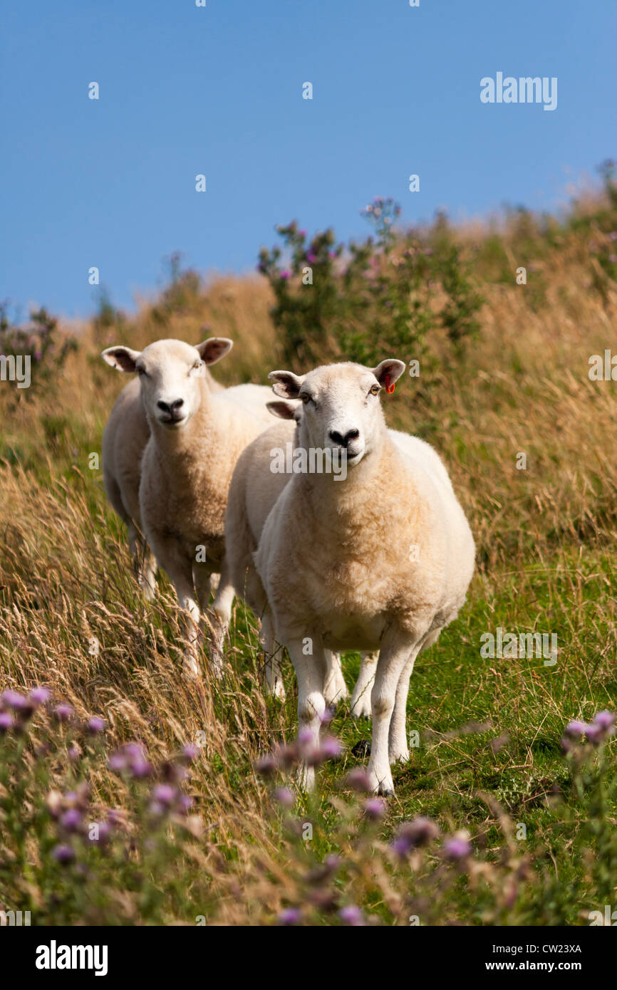 Sheep on a hillside Stock Photo - Alamy