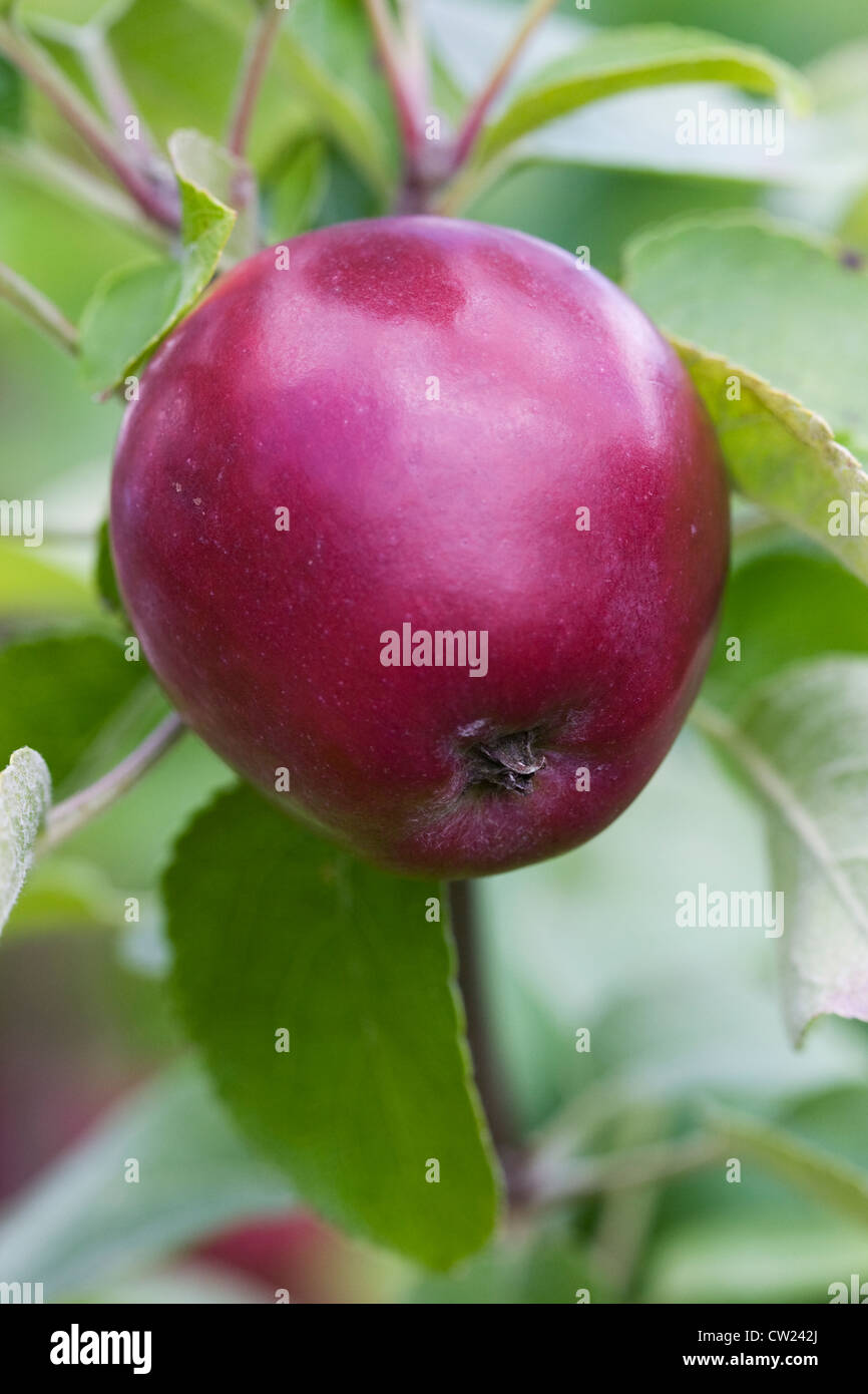 Spartan Apples High Resolution Stock Photography and Images - Alamy