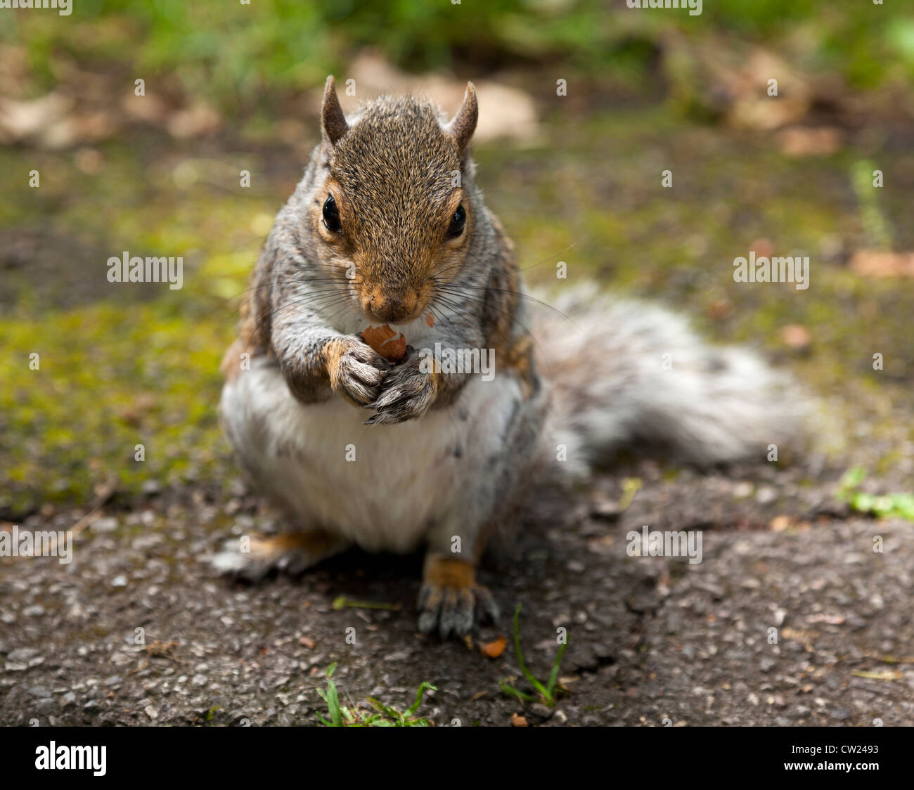 Closeup grey squirrel front paw hi-res stock photography and images - Alamy
