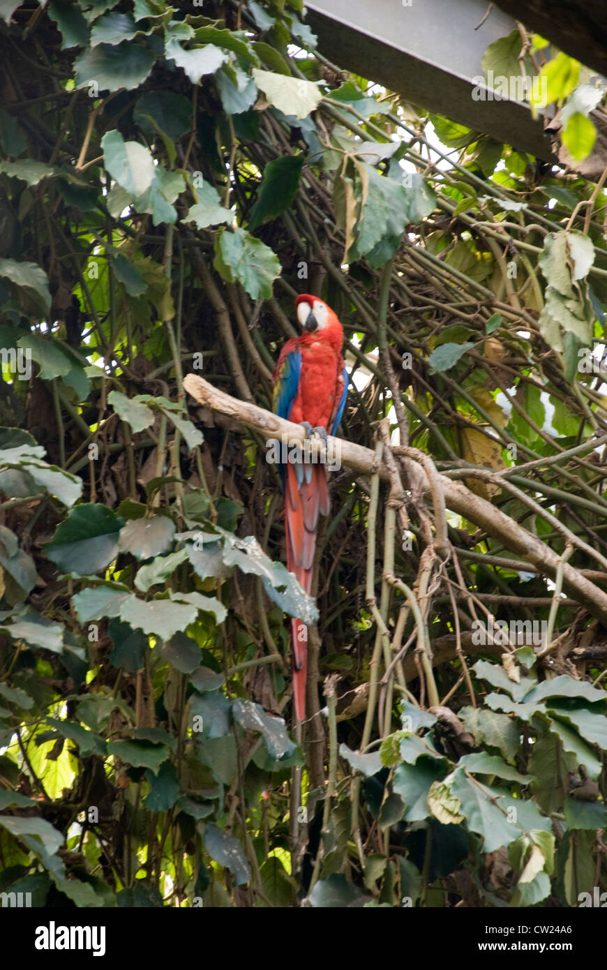 The beautiful Ara parrot, here captured at the Jesperhus Flowerpark at ...