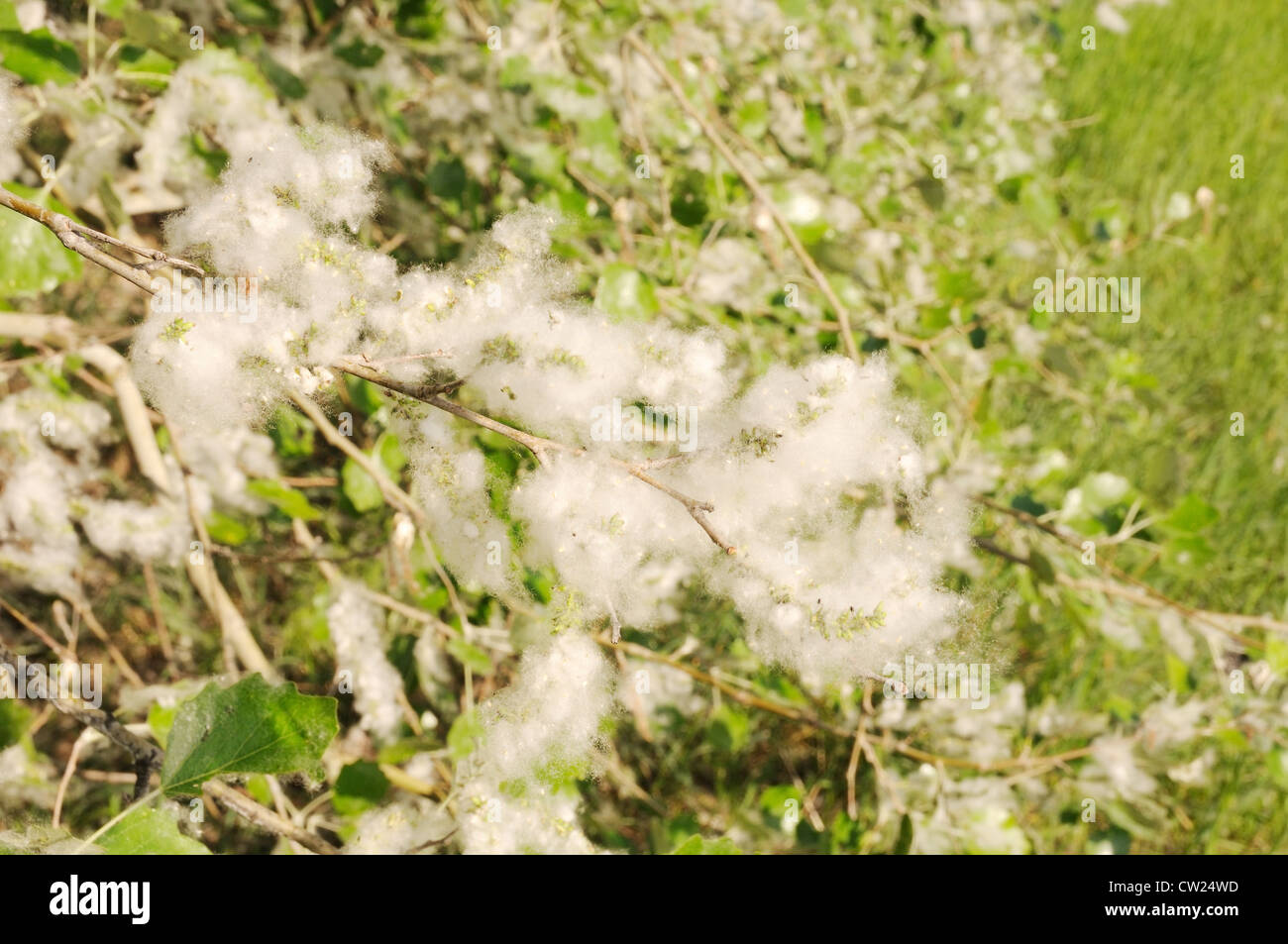 Poplar tree hi-res stock photography and images - Alamy