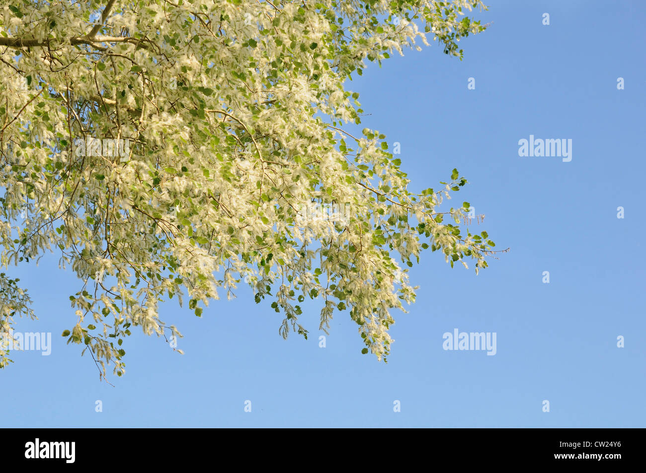 White poplar branch hi-res stock photography and images - Alamy