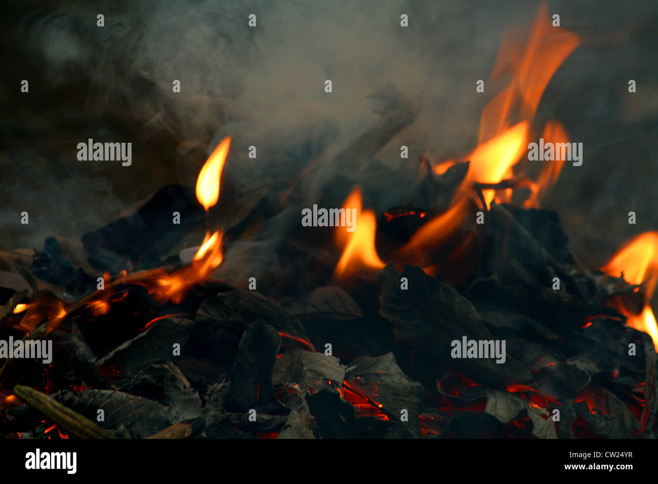 Forest fire smoke burnt trees hi-res stock photography and images - Alamy