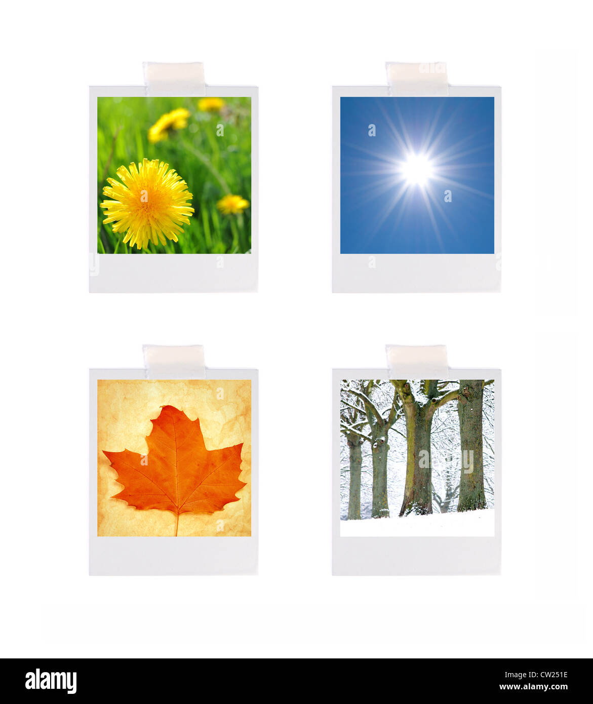 Four seasons flower hi-res stock photography and images - Alamy