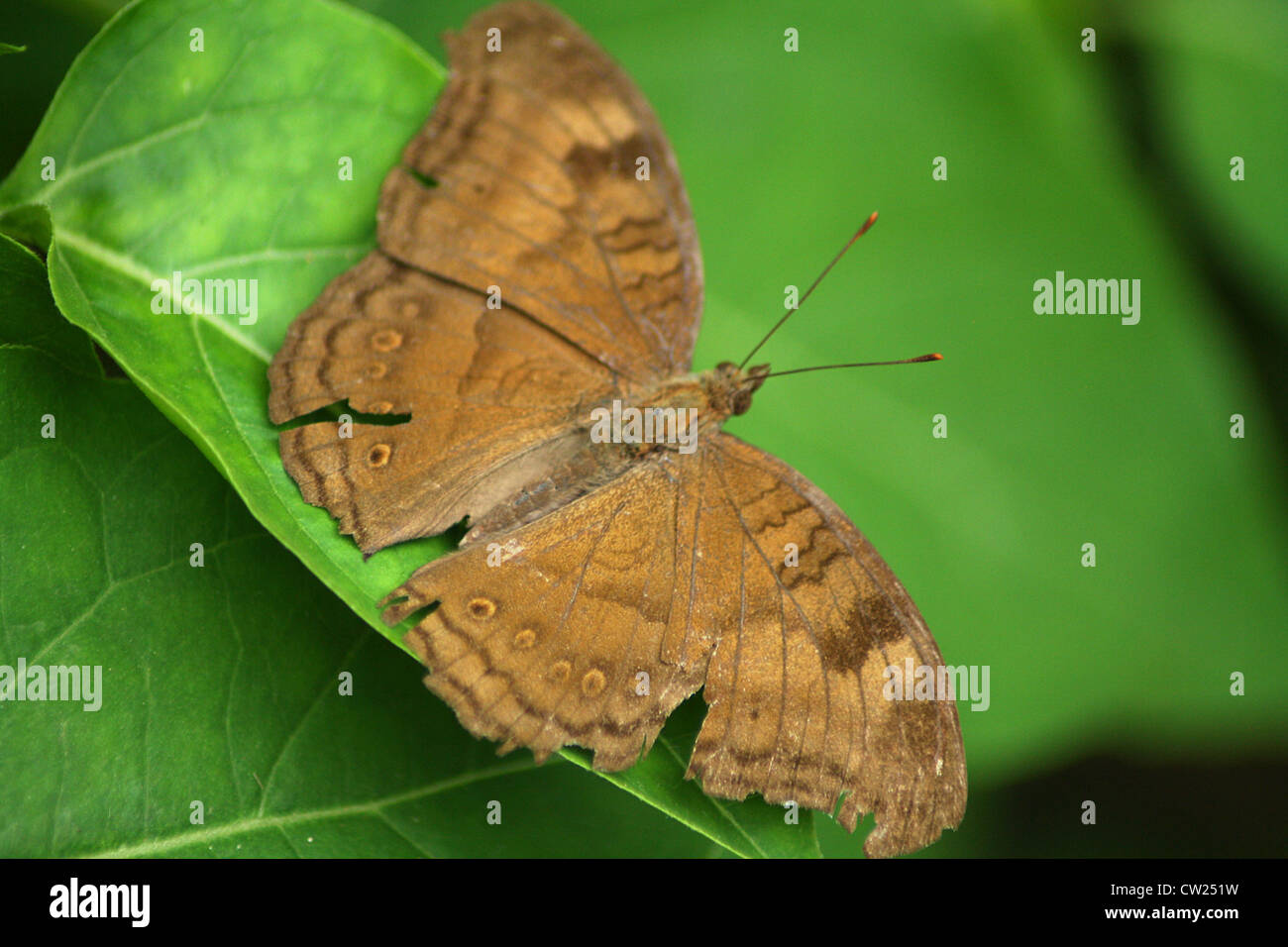 Indian leaf butterfly hi-res stock photography and images - Alamy