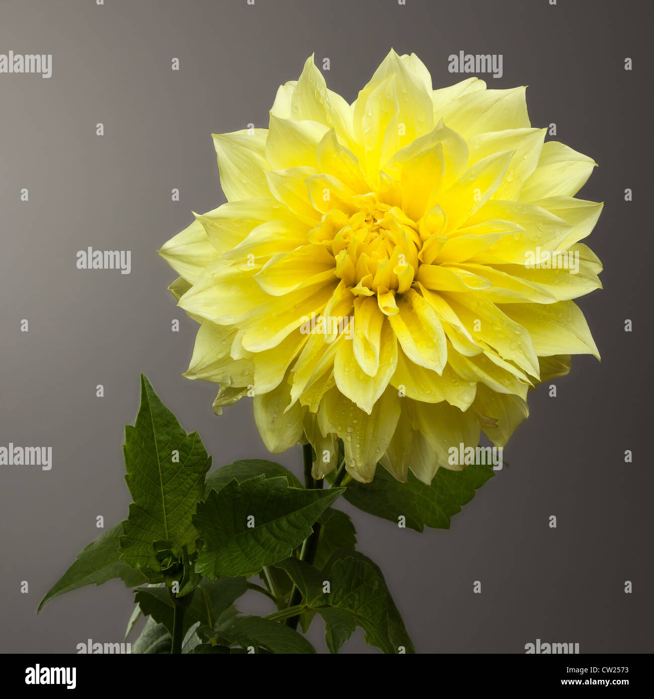 Graduated yellow background hi-res stock photography and images - Alamy