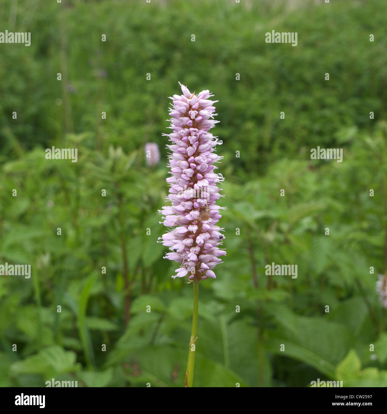 Amphibious Bistort or Water Smartweed, Knotweed ( Polygonum amphibium ...