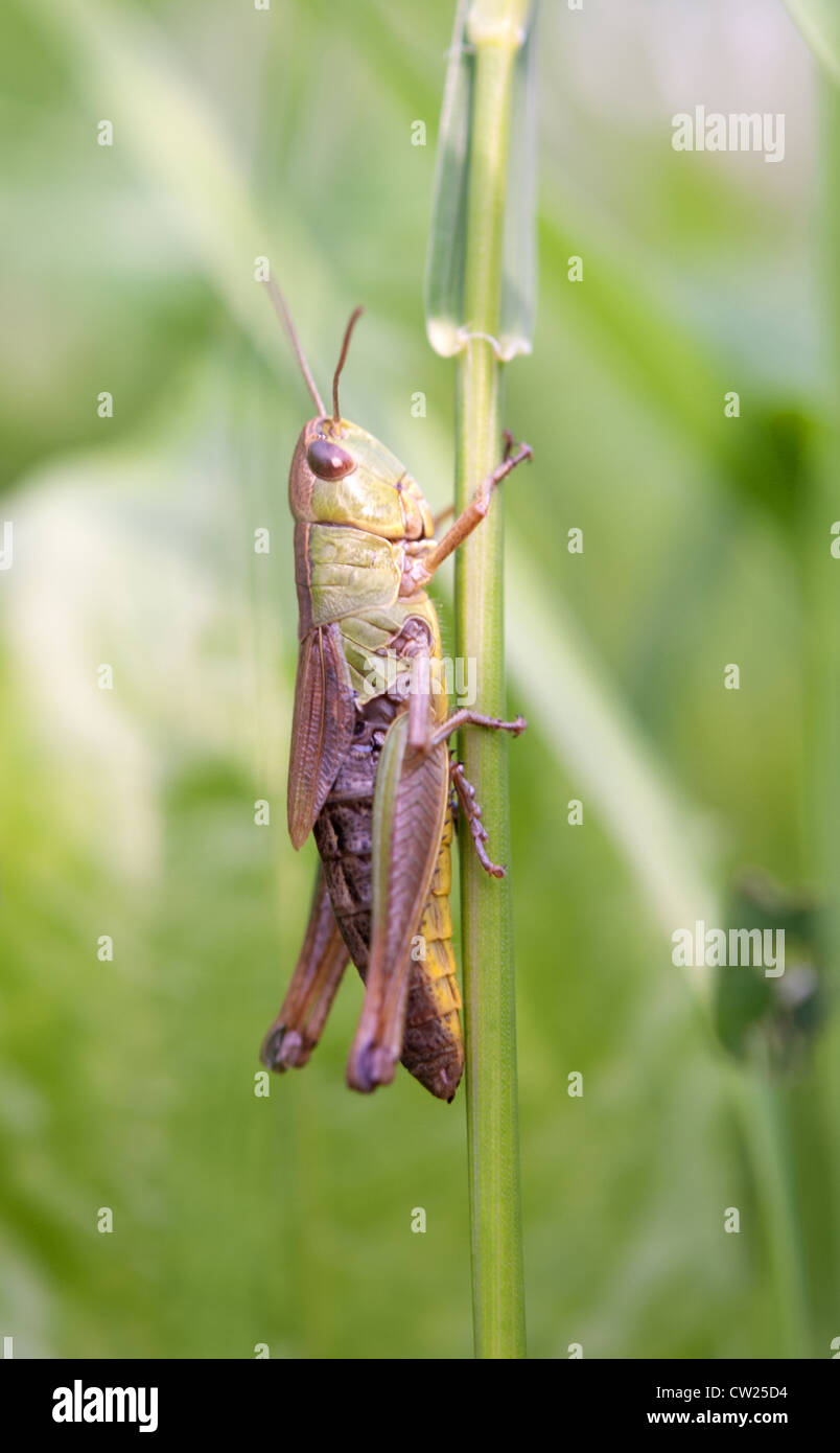 Grasshopper in detail hi-res stock photography and images - Alamy