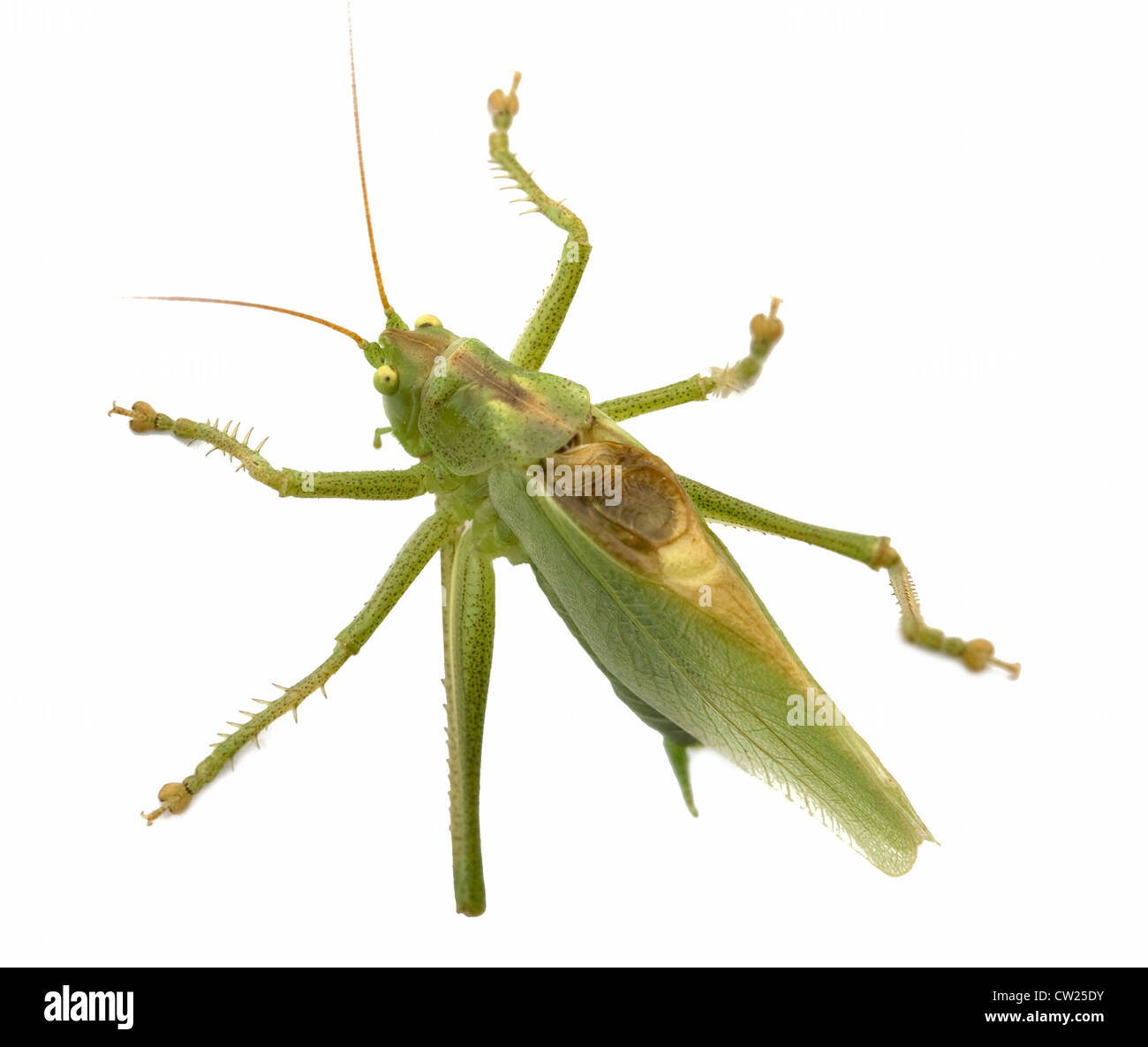 locust isolated on white background Stock Photo - Alamy