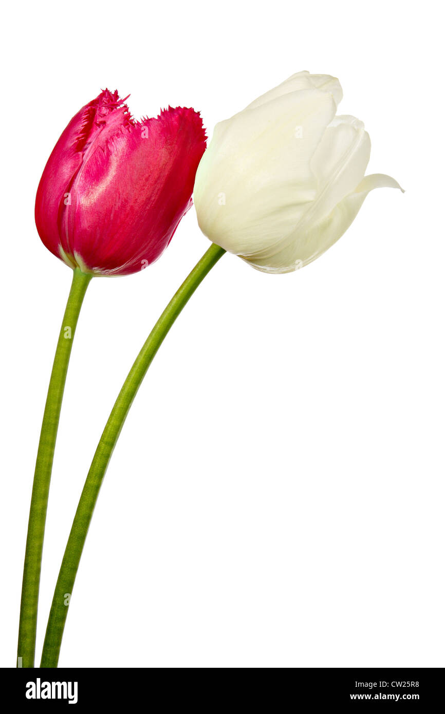 Tulips. Composition from two flowers isolated on white Stock Photo - Alamy
