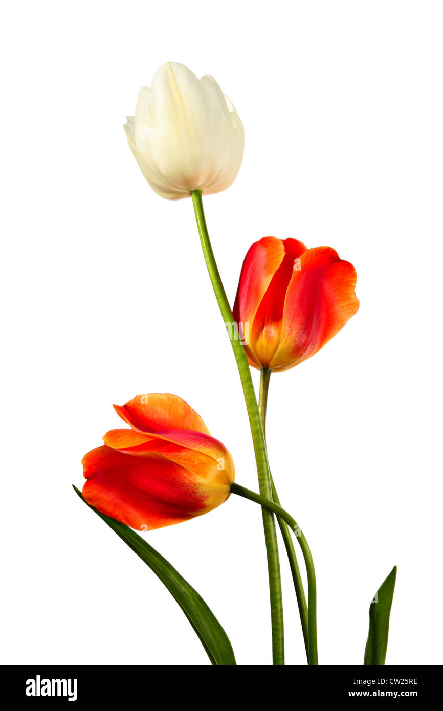 Tulips. Three flowers isolated on white Stock Photo - Alamy
