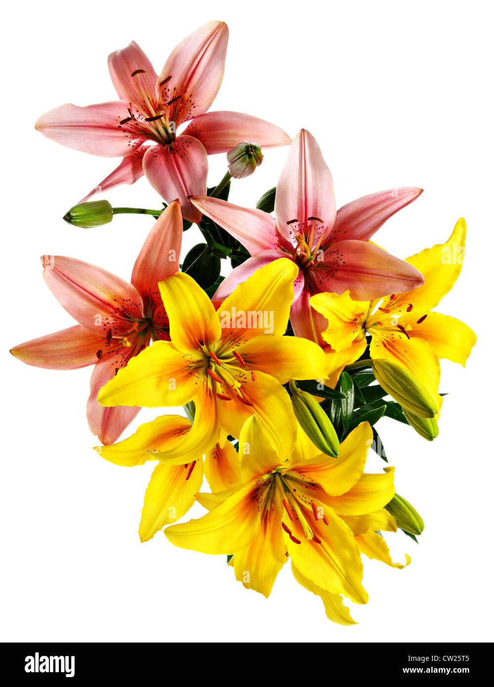 Yellow plexus hi-res stock photography and images - Alamy