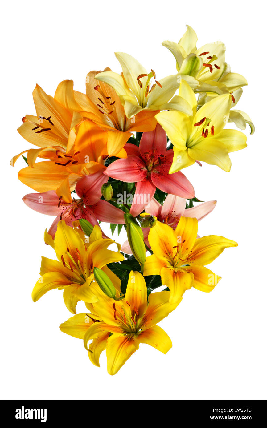 Vintage Floral Pattern Multicolored Lilies Isolated On White Stock vintage-floral-pattern-multicolored-lilies-isolated-on-white-stock