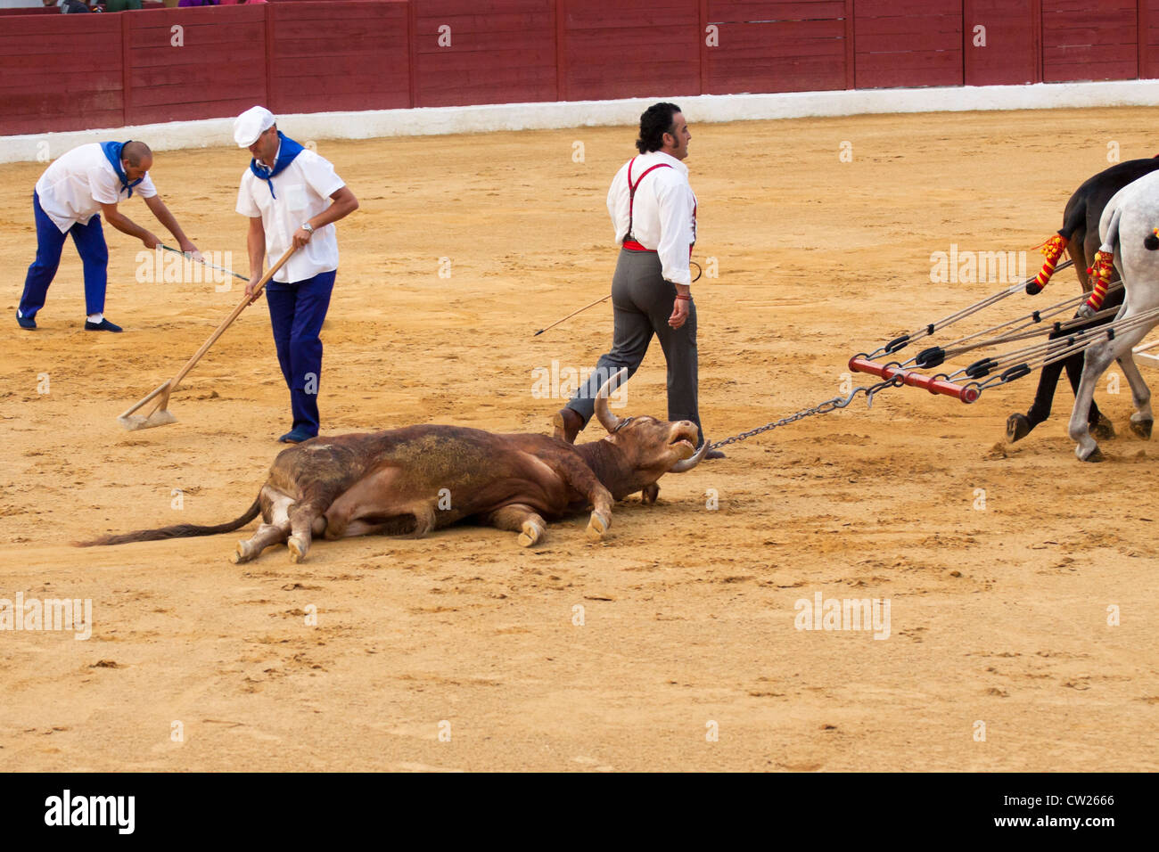 Bleeding bull hi-res stock photography and images - Alamy