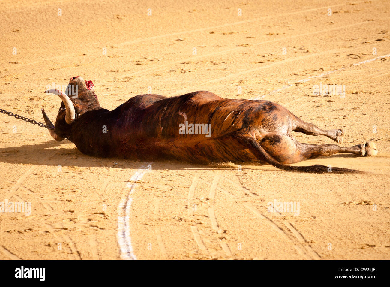 End bullfighting hi-res stock photography and images - Alamy
