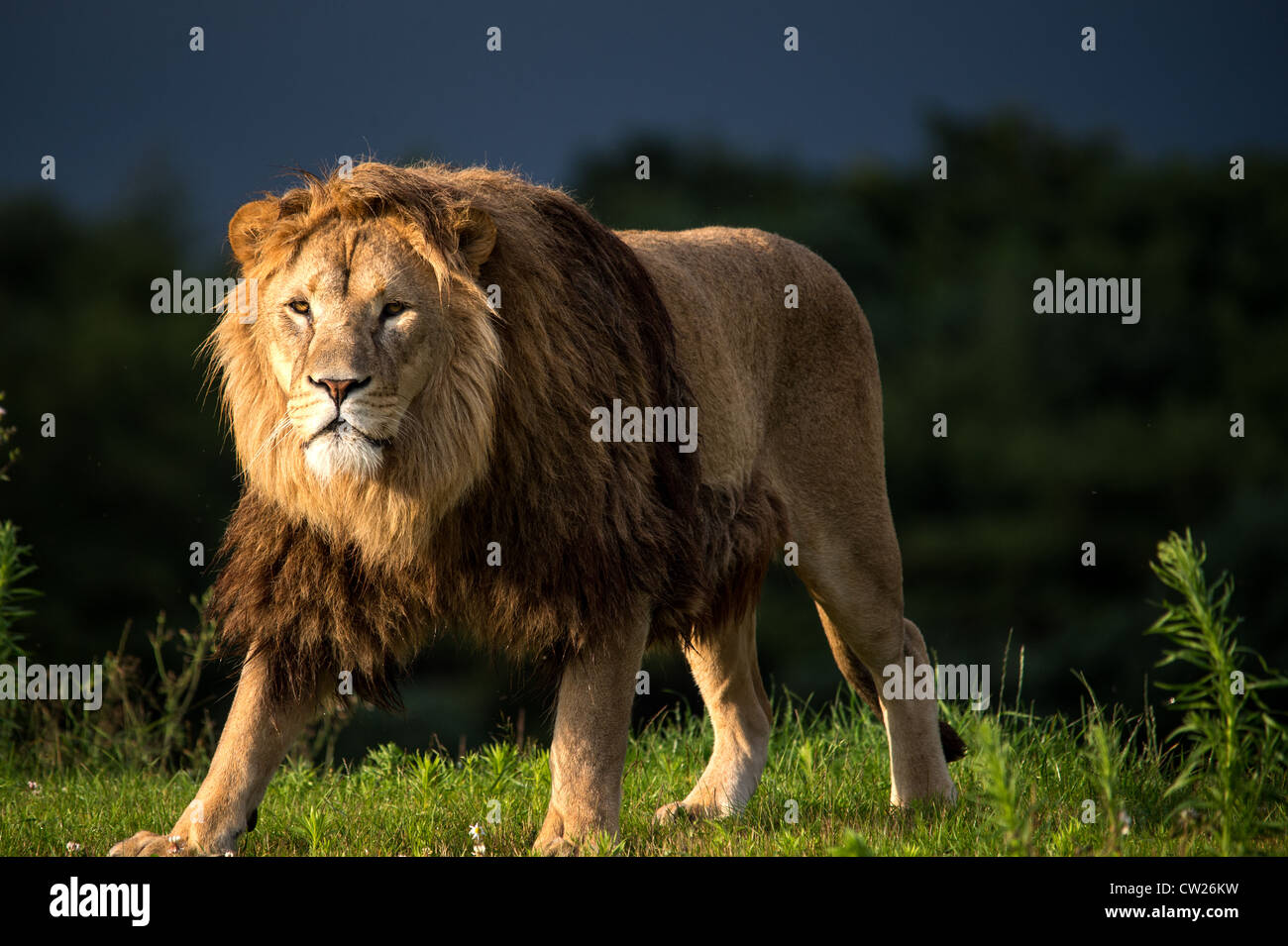 Lion Front View Walking