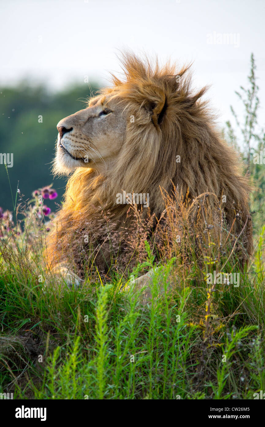 Lion Standing Proud