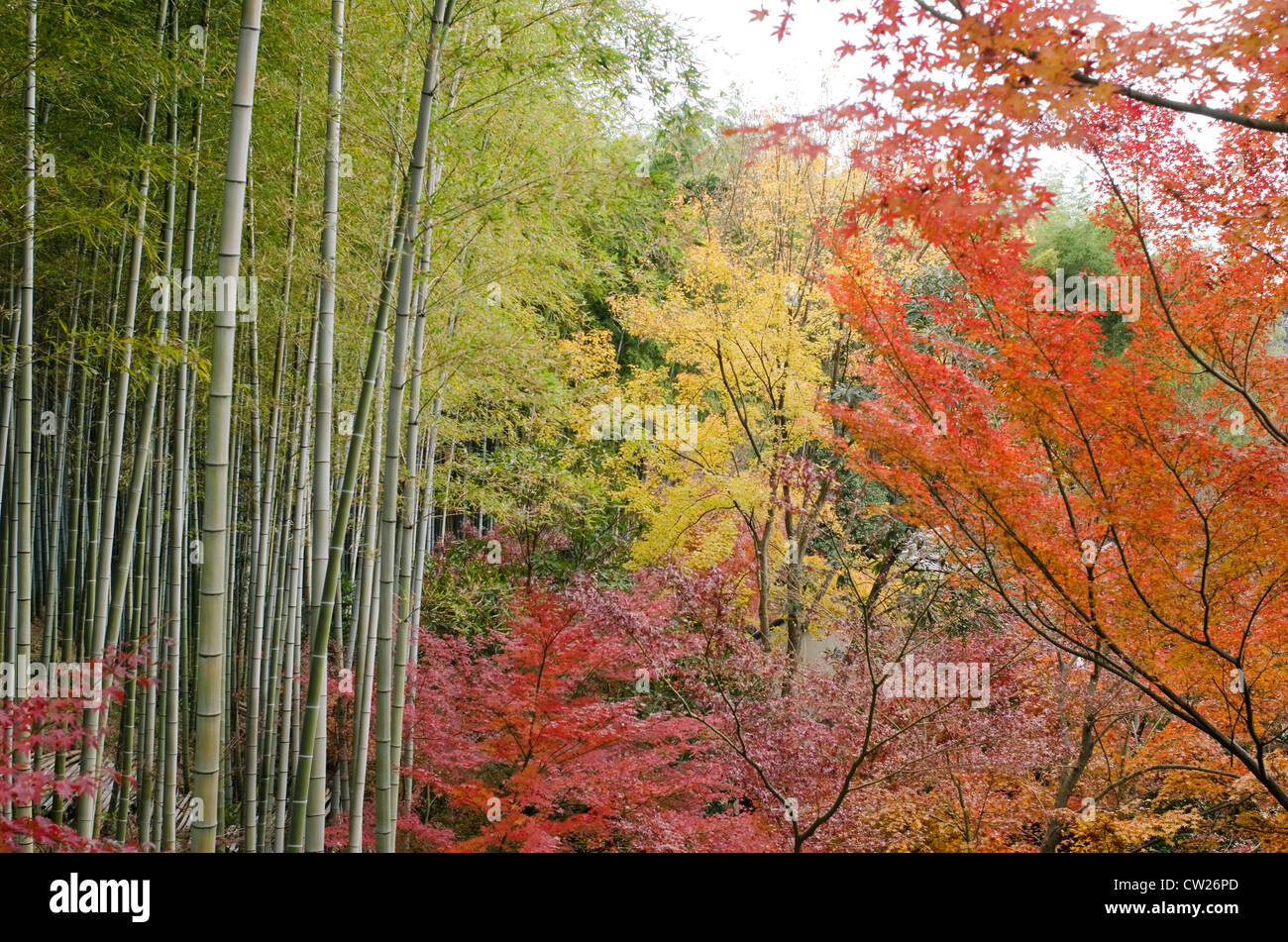 Colorful japanese autumn scene in a forest with maple and bamboo Stock ...