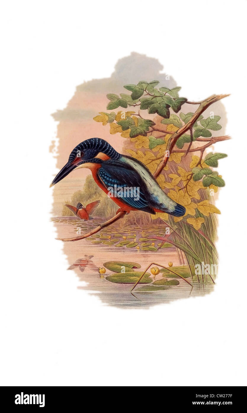 Alcedo hercules hi-res stock photography and images - Alamy