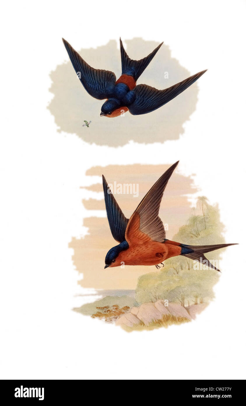 Two Swallow Drawing