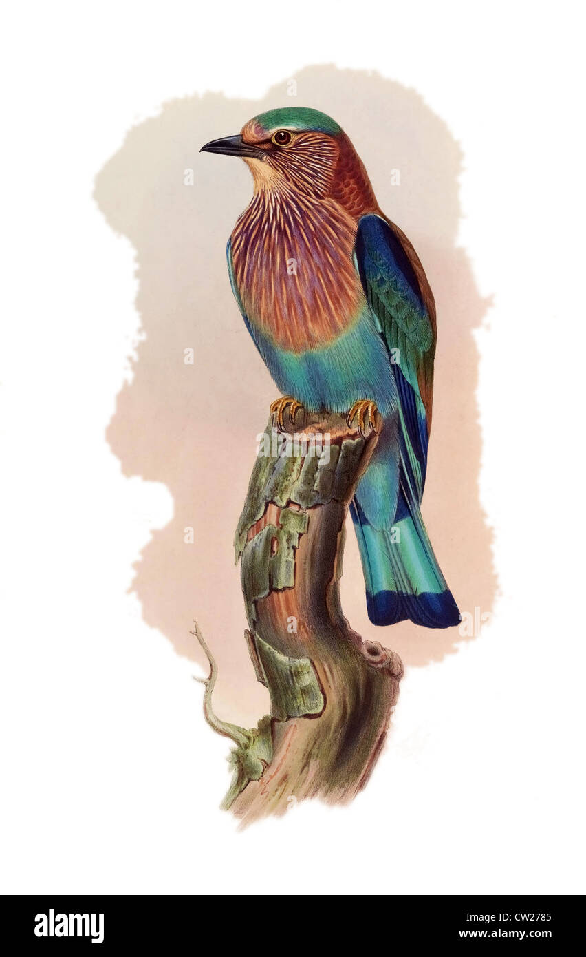 The Indian Roller also called the Blue Jay, found mainly in the Indian ...