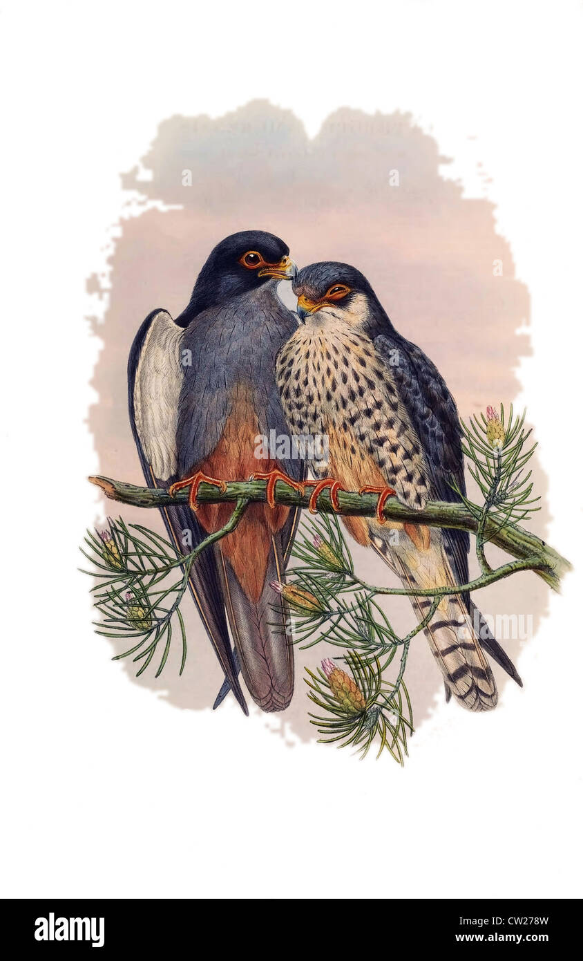 Red legged falcon hi-res stock photography and images - Alamy