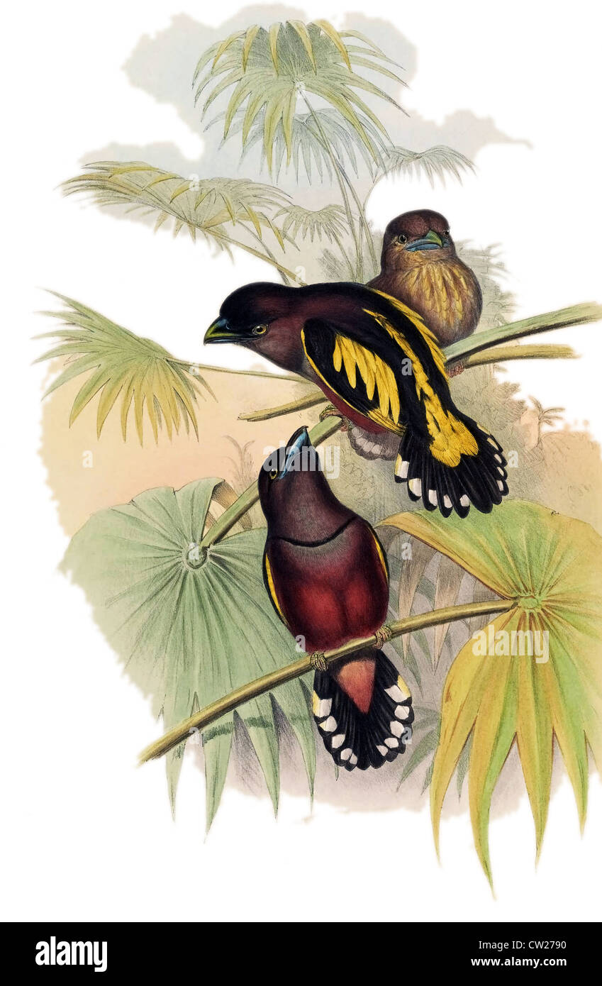 Todidae hi-res stock photography and images - Alamy