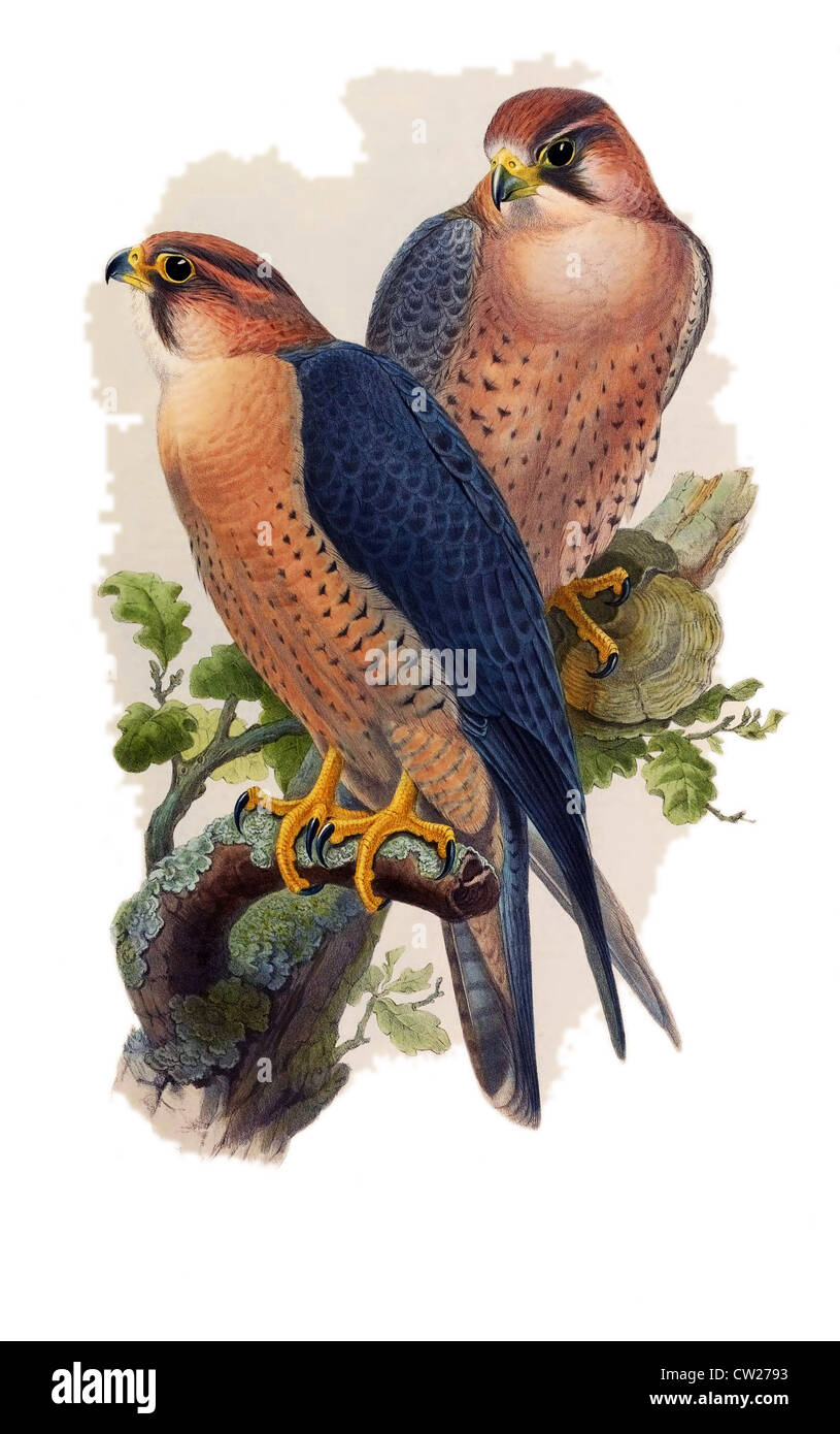 Red headed falcon feather hi-res stock photography and images - Alamy