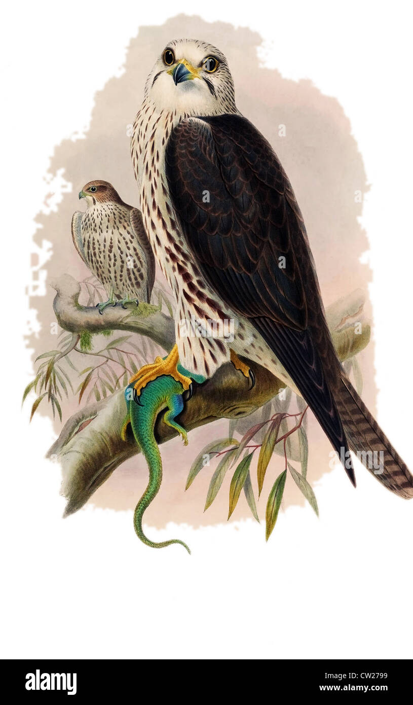 illustration of a couple of south european and asian falcon, one ...