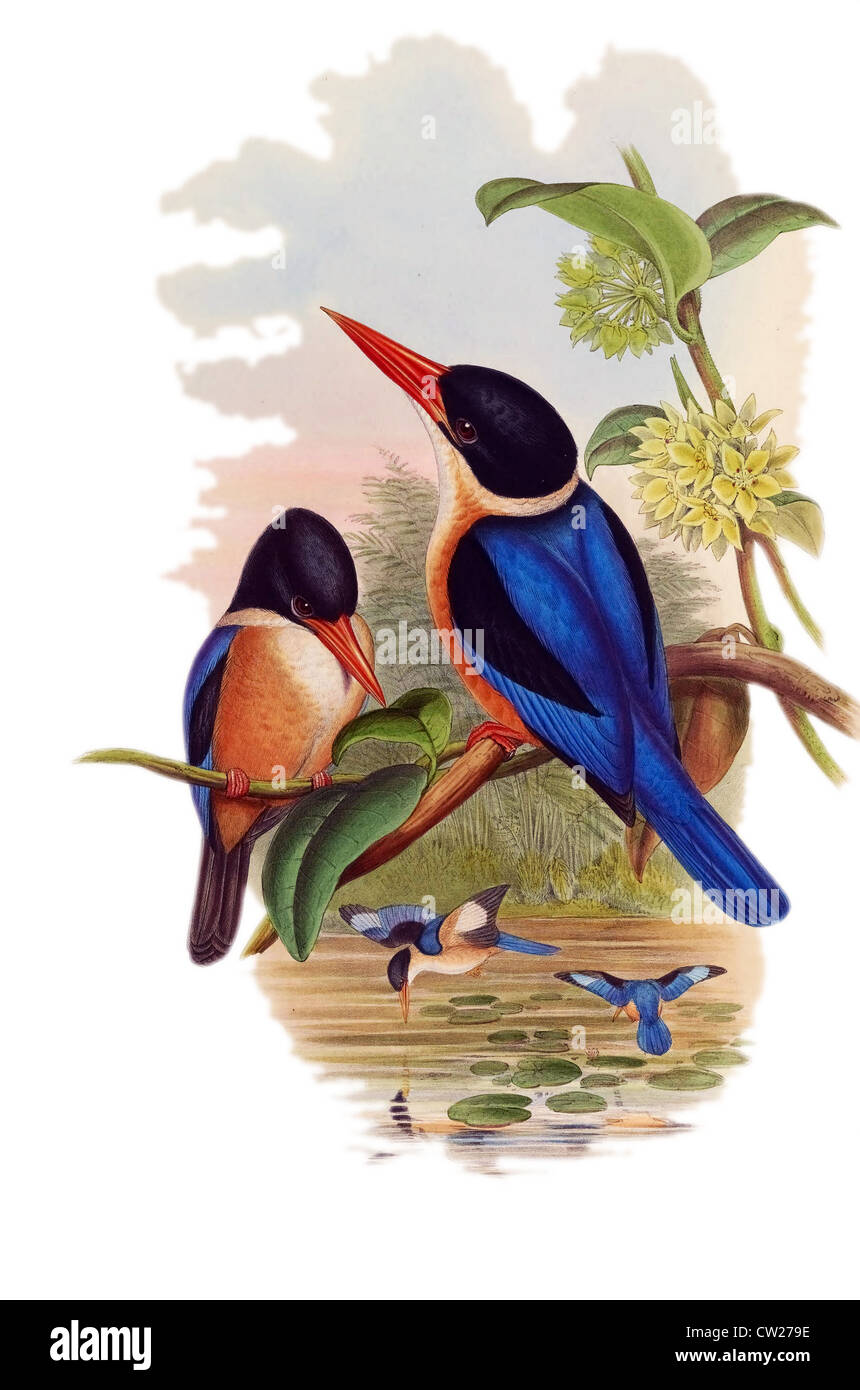 illustration of Black-Capped Purple Kingfisher (Halcyon atricapillus ...