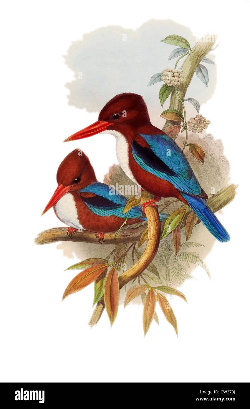 Indian kingfishers hi-res stock photography and images - Alamy