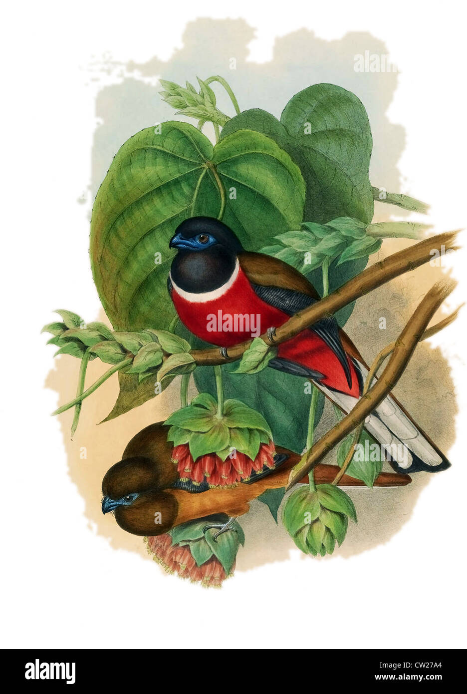 Trogons of india hi-res stock photography and images - Alamy