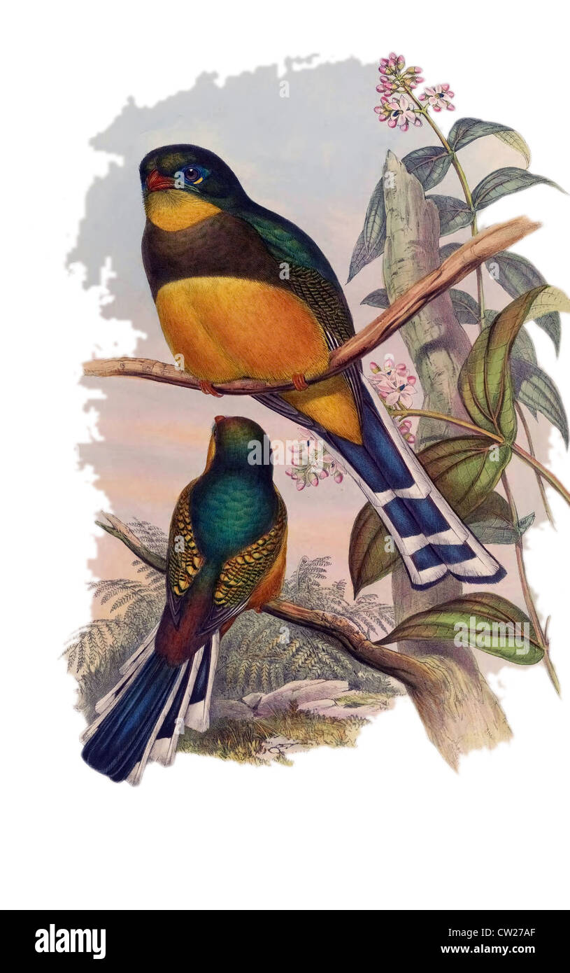 illustration of Reinward's Trogon Stock Photo - Alamy