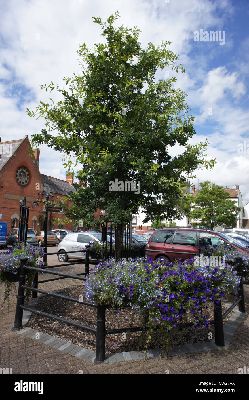 John wesleys tree hi-res stock photography and images - Alamy