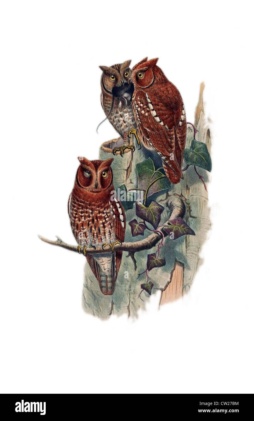 illustration of three Indian Scops Owl, one having small rodent in his ...