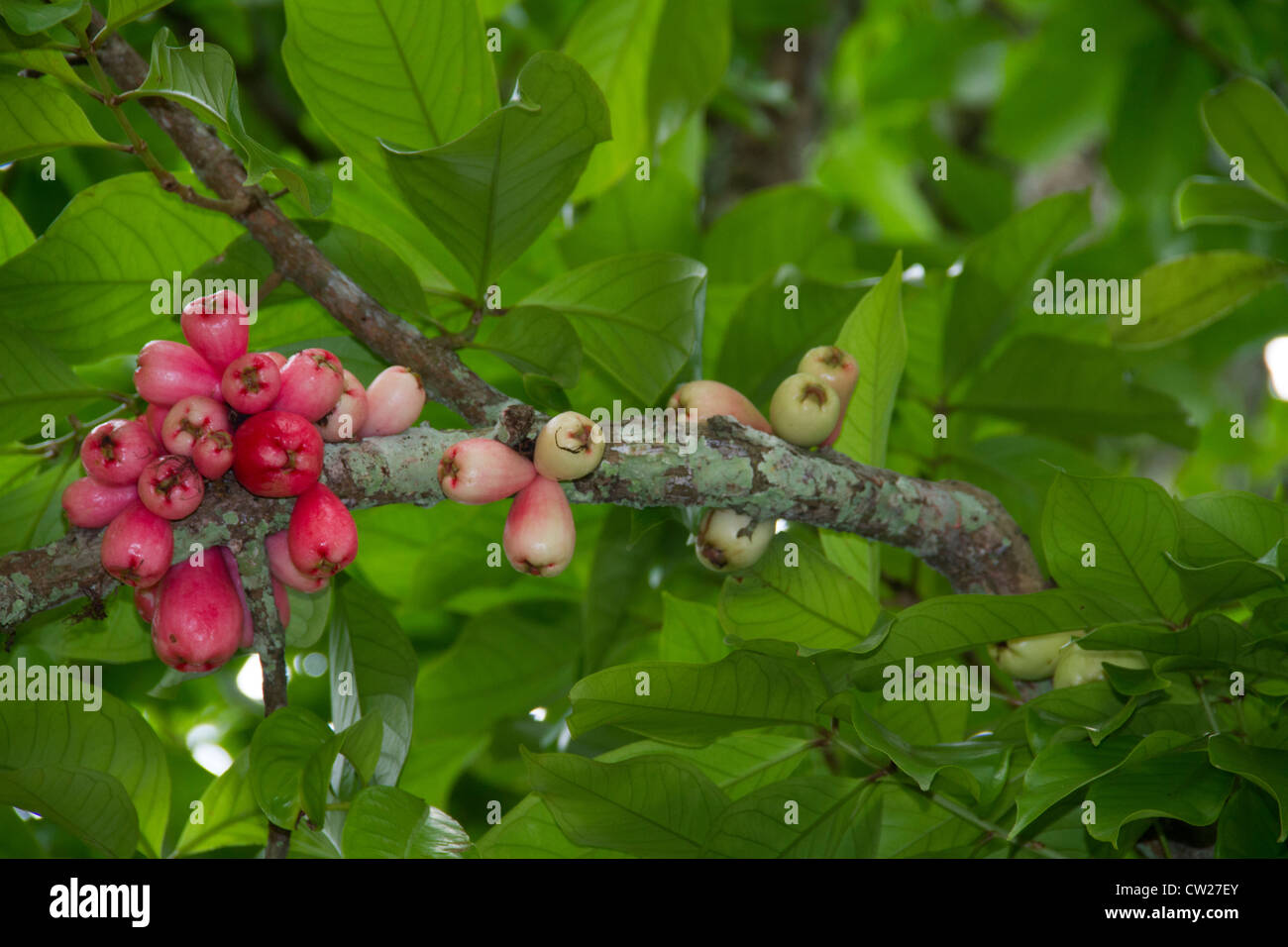 Malay apple hi-res stock photography and images - Alamy