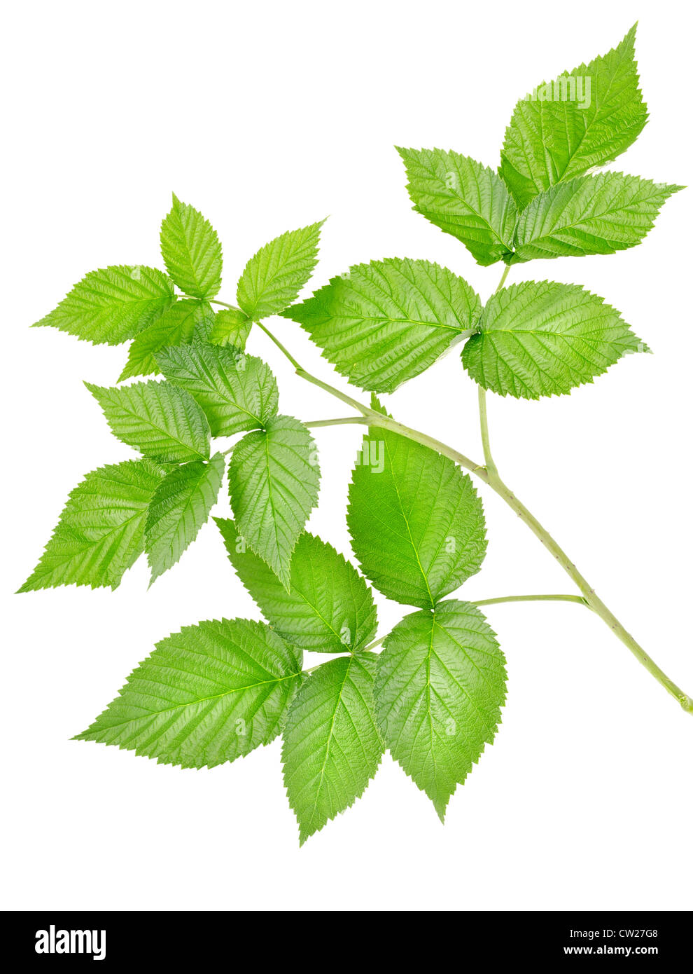 Branch of raspberries isolated on a white background Stock Photo - Alamy