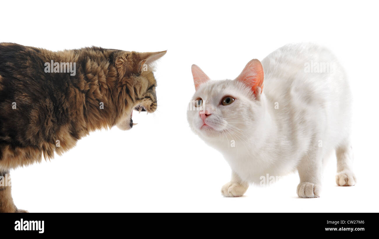 picture of two cats in a conflict in front of a white background Stock ...