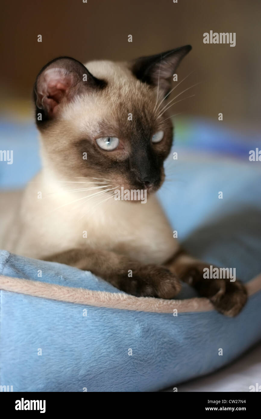 Chocolate point siamese cat hi-res stock photography and images - Alamy