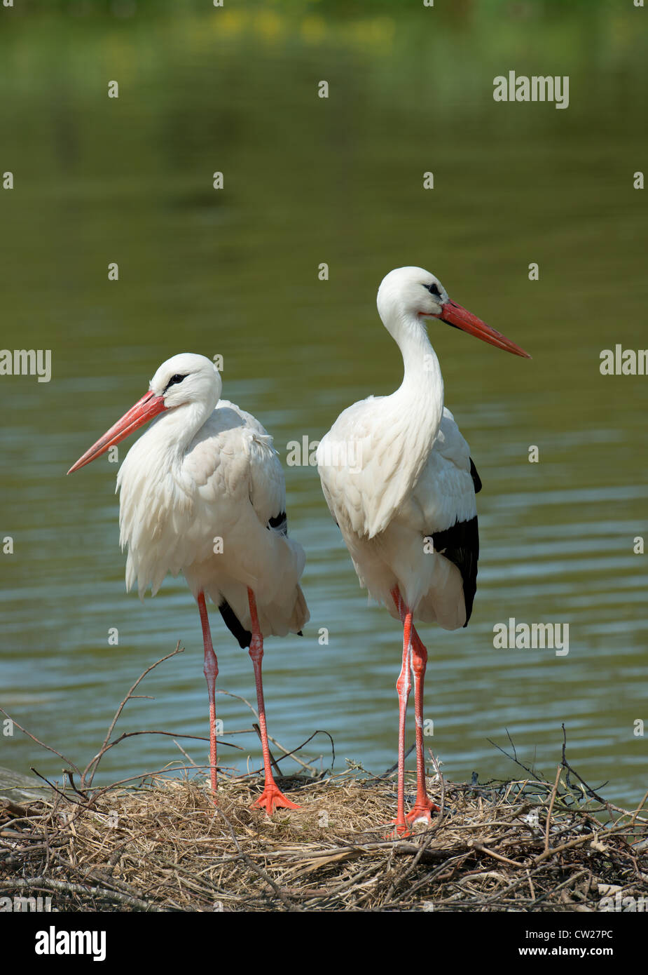 PAIR OF WHITE STORKS Ciconia ciconia STANDING ON NEST. FRANCE Stock ...