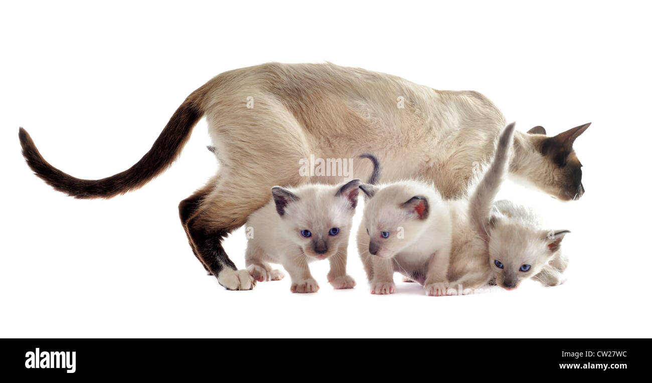 beautiful purebred siamese kitten and mother in front of white ...