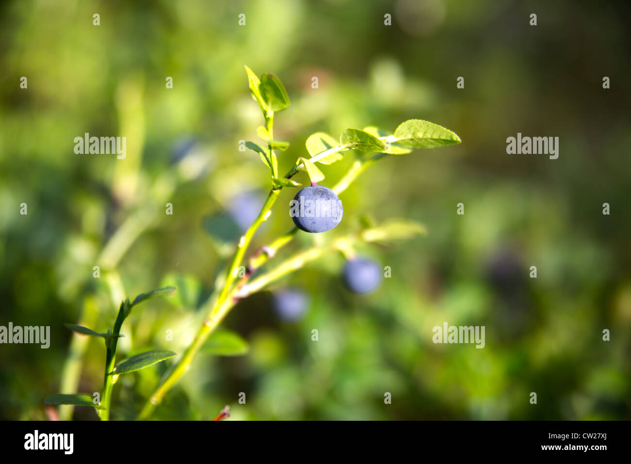 Zoomed in leaf hi-res stock photography and images - Alamy