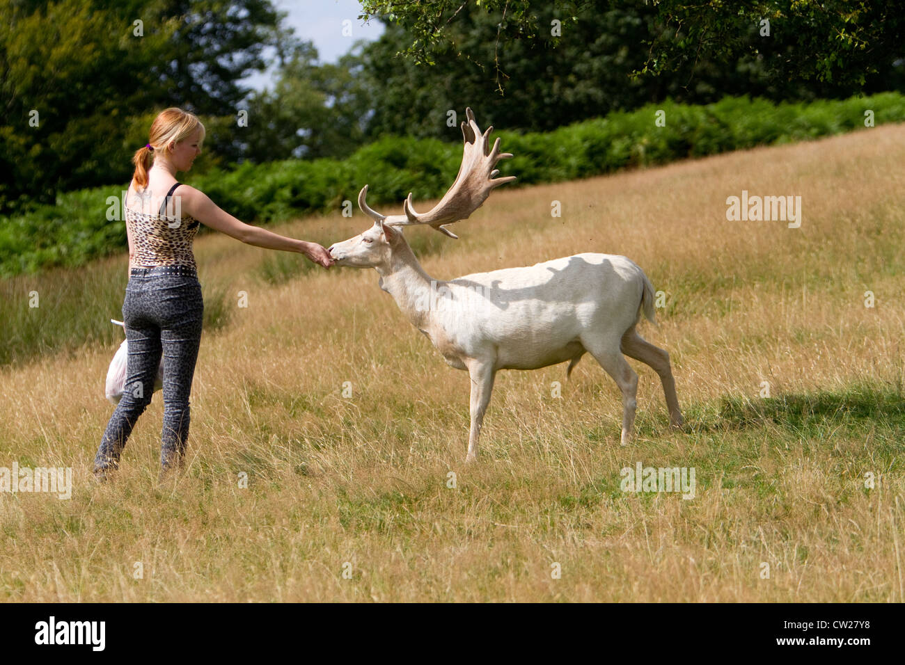 A white fallow buck being fed at the Knole Park in Sevenoaks Kent Stock ...