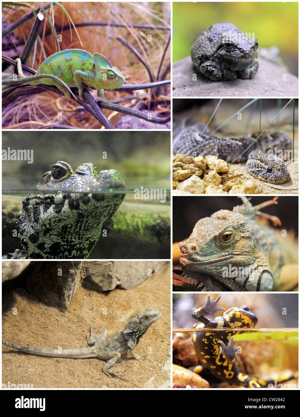 pictures of reptiles and amphibians in terrariums Stock Photo - Alamy
