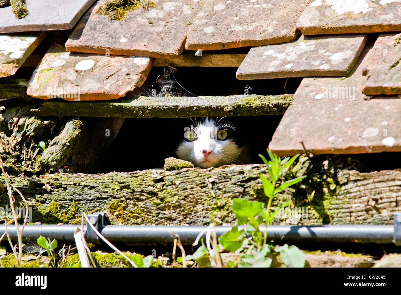 A cat peeping out through the roof of a barn Stock Photo - Alamy