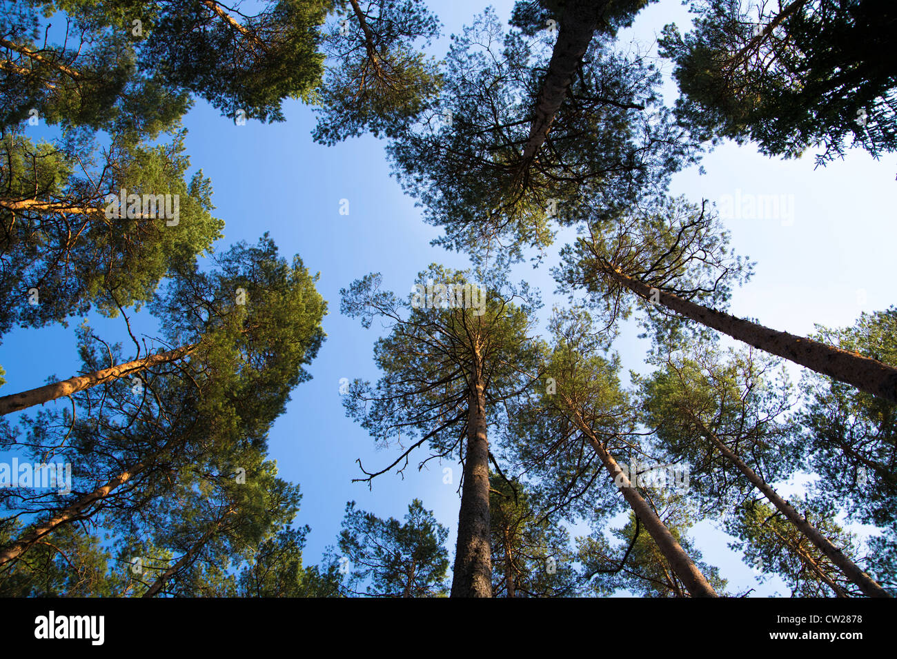 Dense treetop hi-res stock photography and images - Alamy