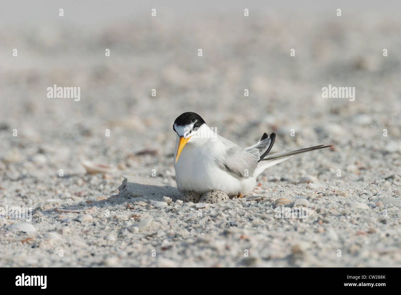 Least Tern adult sitting on two eggs in the sand at beach in Florida ...