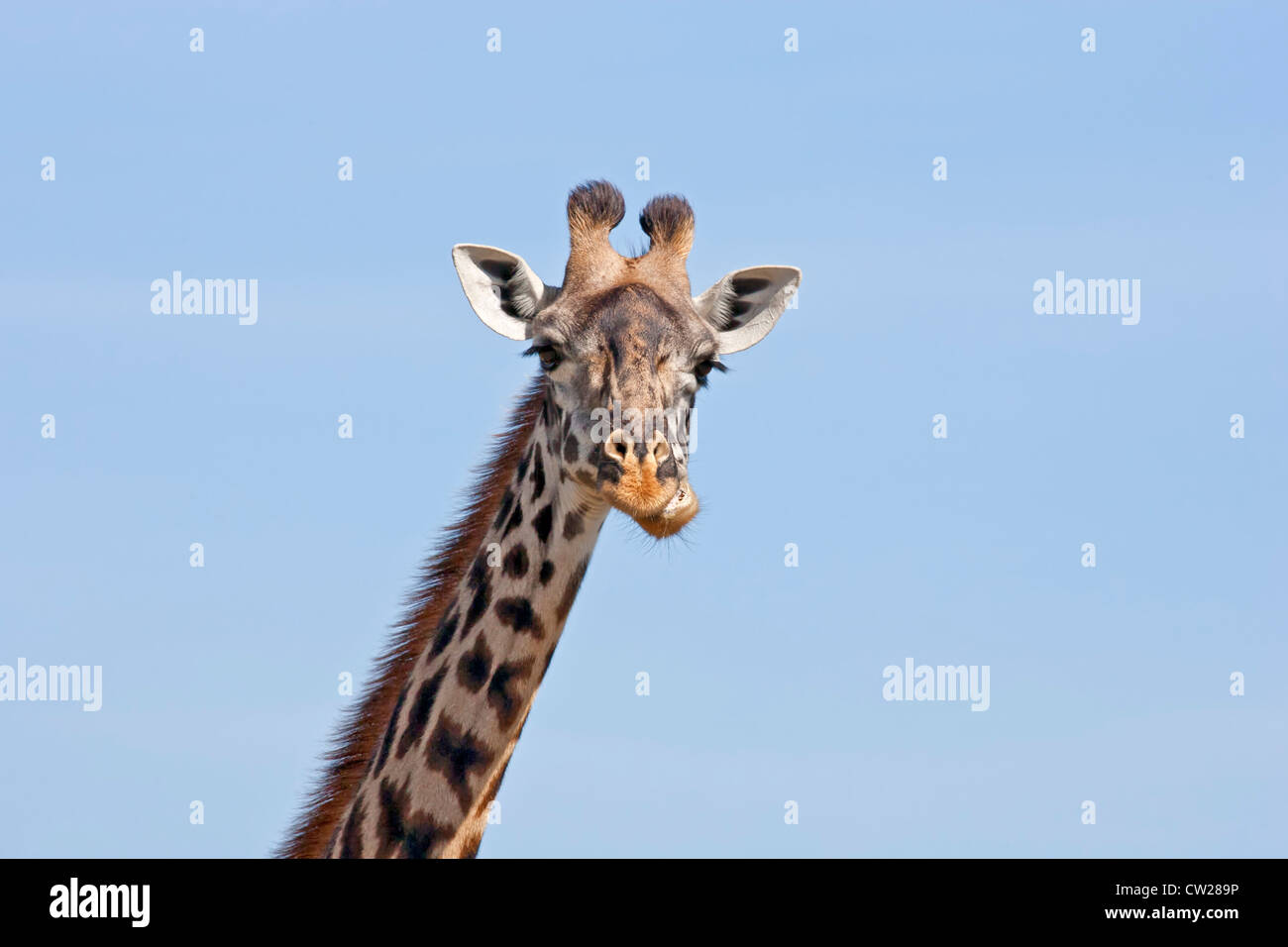 Giraffe giraffes lips mouth hi-res stock photography and images - Alamy