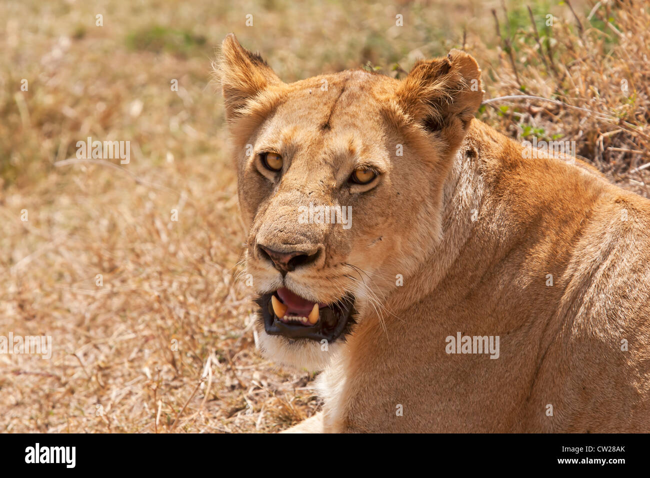 lion (Panthera leo) adult lioness in close-up facing the camera with ...